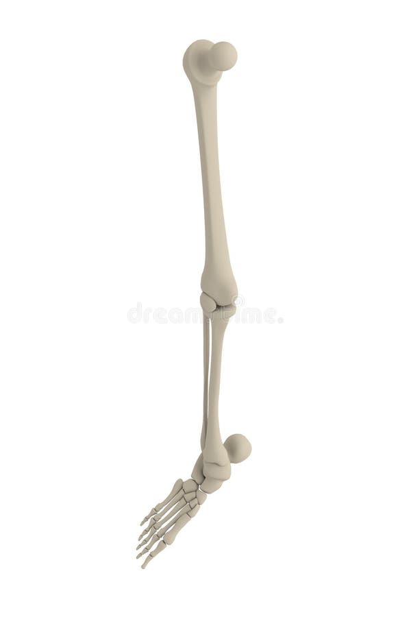 3d render of leg bones stock illustration. Illustration of graphics ...