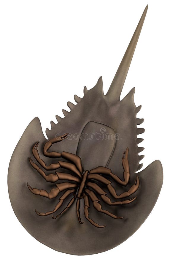 Limulus stock illustration. Illustration of amebocyte - 11041582