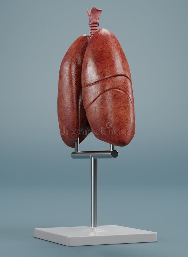3D Render of Lungs Model stock illustration. Illustration of covid ...