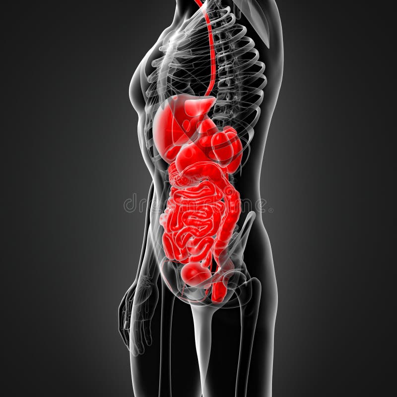 3d Rendered Illustration of Digestive System Stock Illustration ...