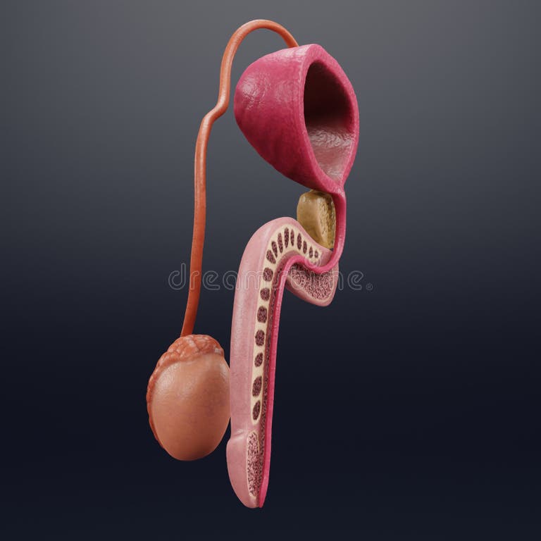 3D Render of Male Reproductive System Stock Illustration - Illustration ...