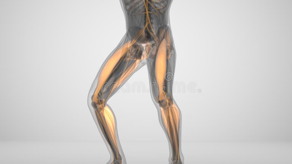 Target Muscles Stock Illustrations – 146 Target Muscles Stock ...