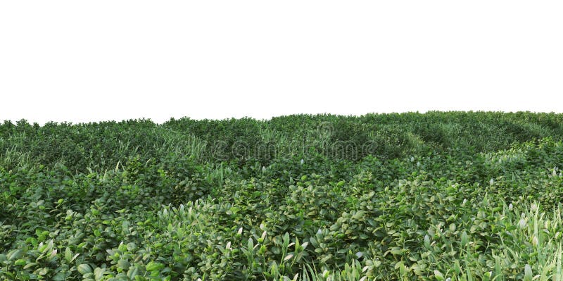 Meadow on a White Background Stock Illustration - Illustration of food ...