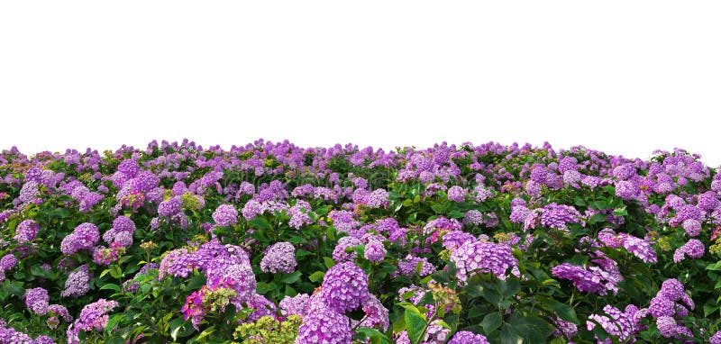 Meadow on a White Background Stock Illustration - Illustration of ...