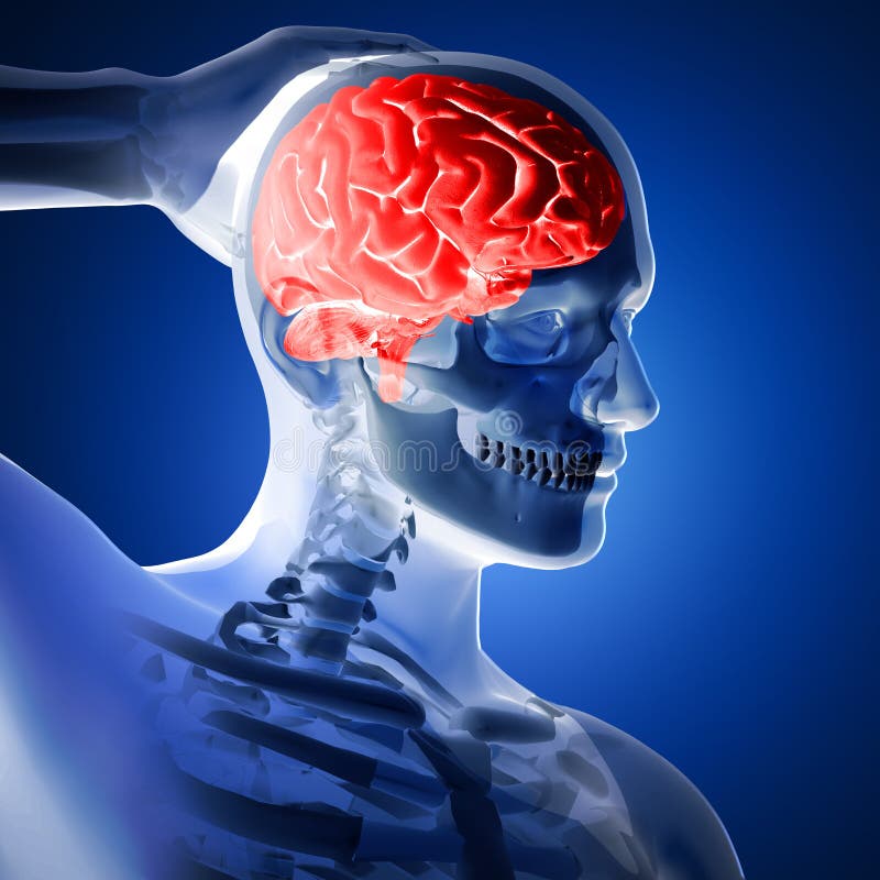 3D Render of a Medical Figure with Brain Highlighted Stock Illustration ...