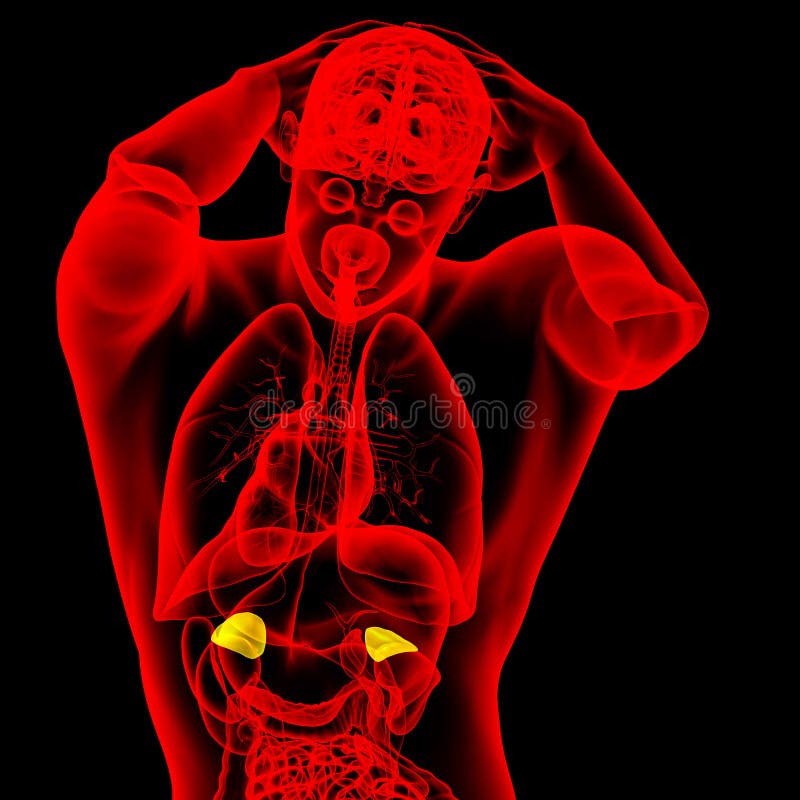 3d Render Medical Illustration of the Adrenal Stock Illustration ...