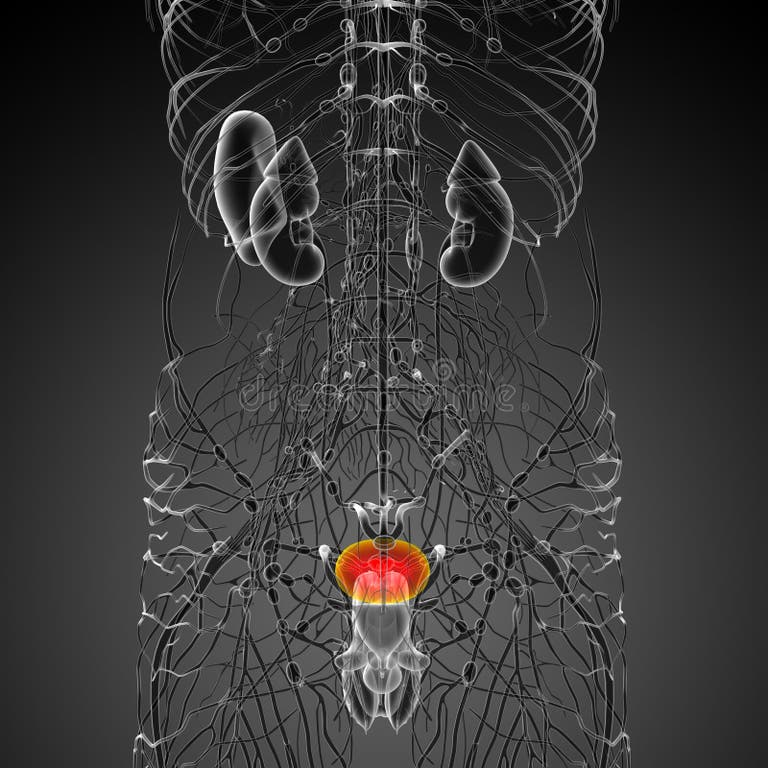 3d Render Medical Illustration of the Bladder Stock Illustration ...