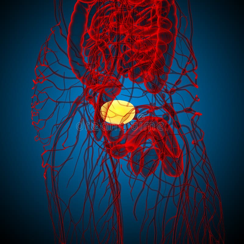 Bladder stock illustration. Illustration of anatomical - 88895975