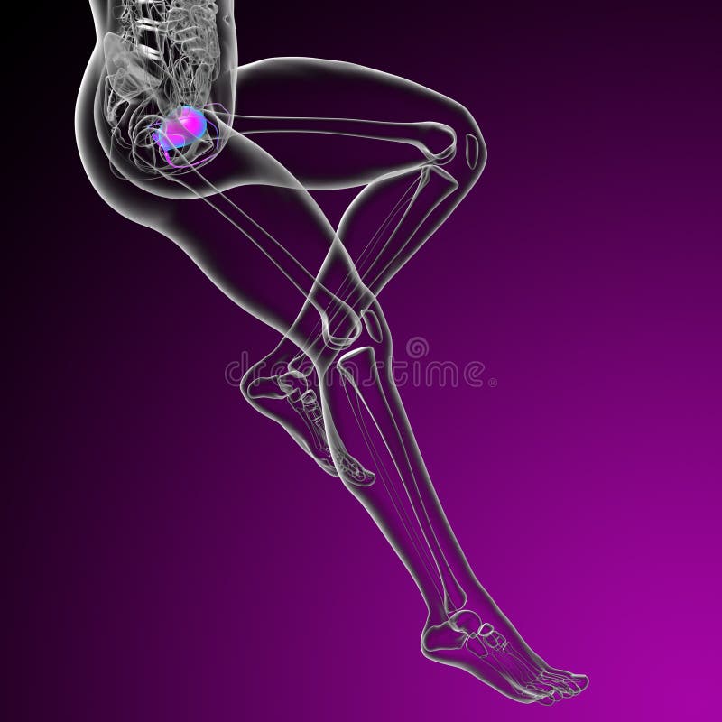 3d Render Medical Illustration of the Bladder Stock Illustration ...