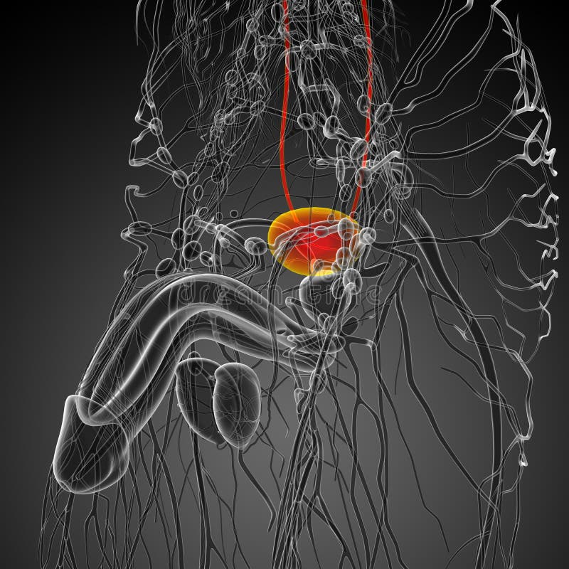 3d Render Medical Illustration of the Bladder Stock Illustration ...