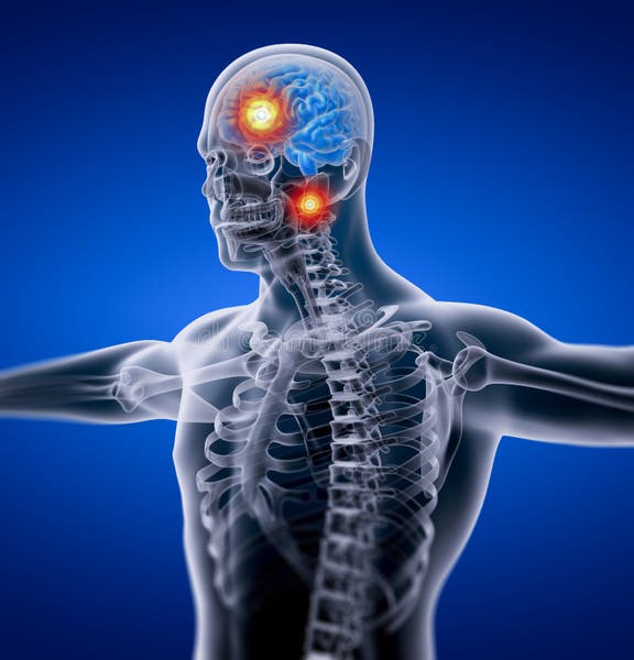 3d Render Medical Illustration of the Brain Stock Illustration ...