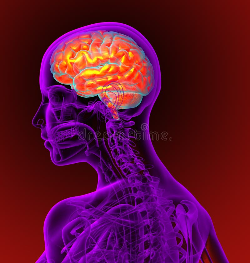 3d Render Medical Illustration of the Brain Stock Illustration ...