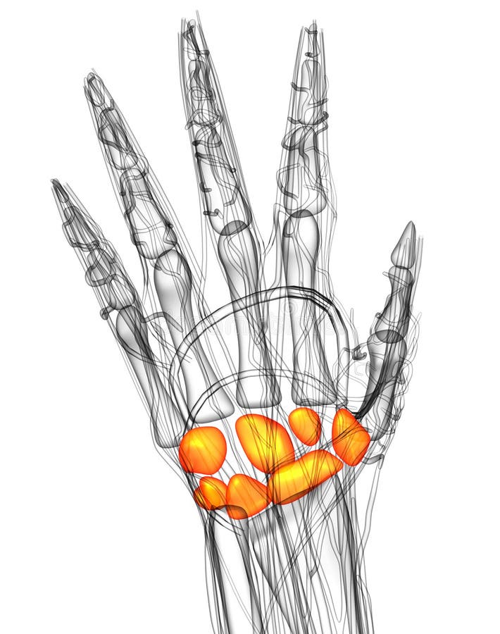 Human carpal bones stock illustration. Illustration of skeletal - 88886007