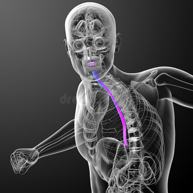 3d Render Medical Illustration of the Esophagus Stock Illustration ...