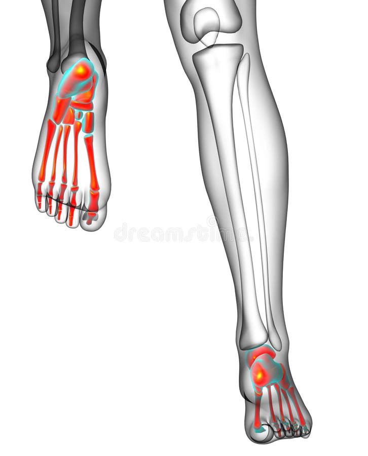3d Render Medical Illustration of the Feet Bone Stock Illustration ...