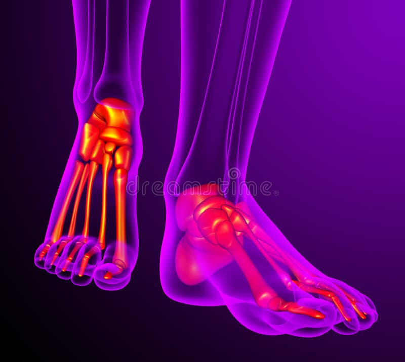 3d Render Medical Illustration of the Feet Bone Stock Illustration ...