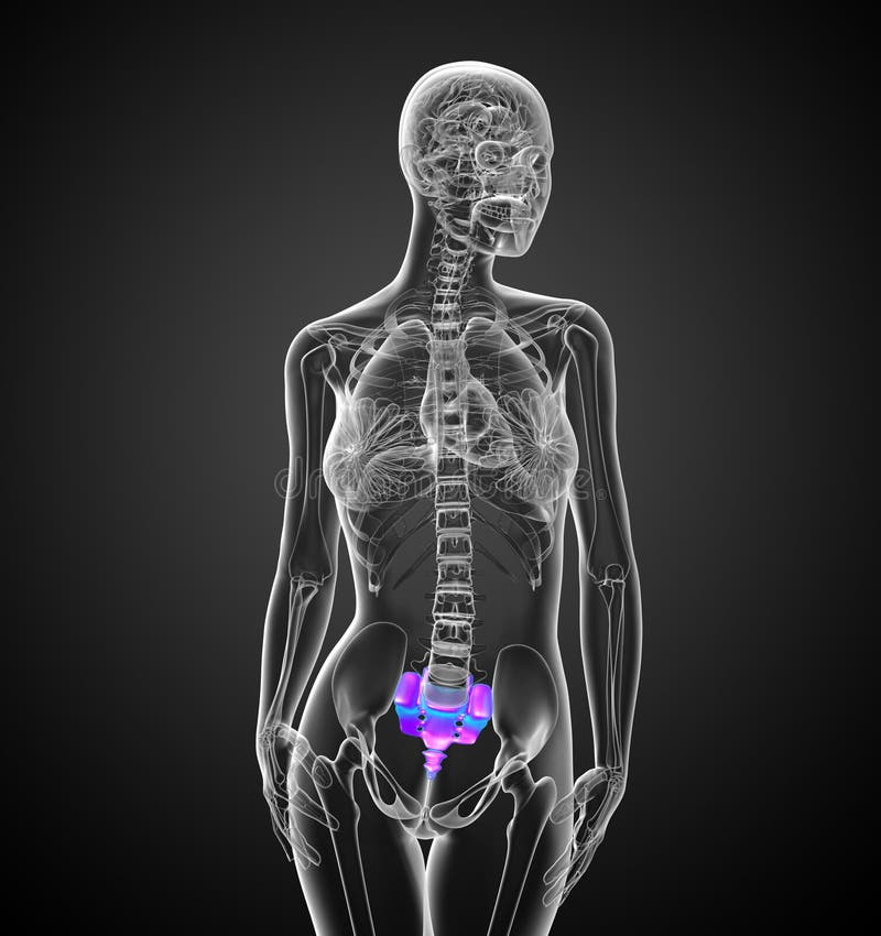 3d Render Medical Illustration of the Female Sacrum Bone Stock ...