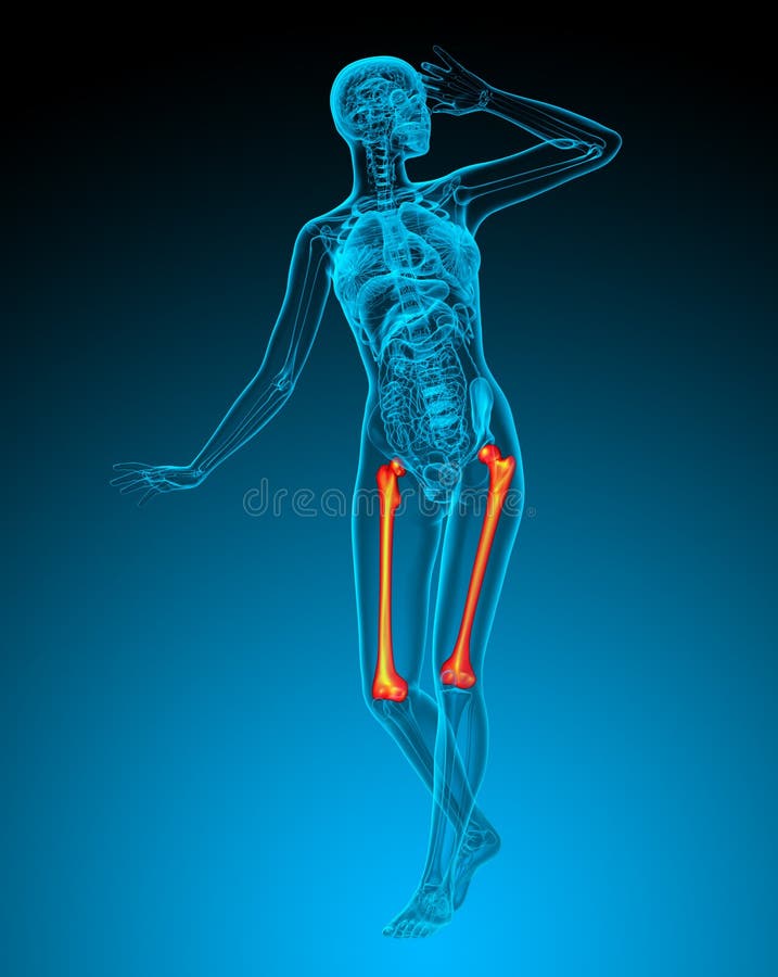 3d Render Medical Illustration of the Femur Bone Stock Illustration ...