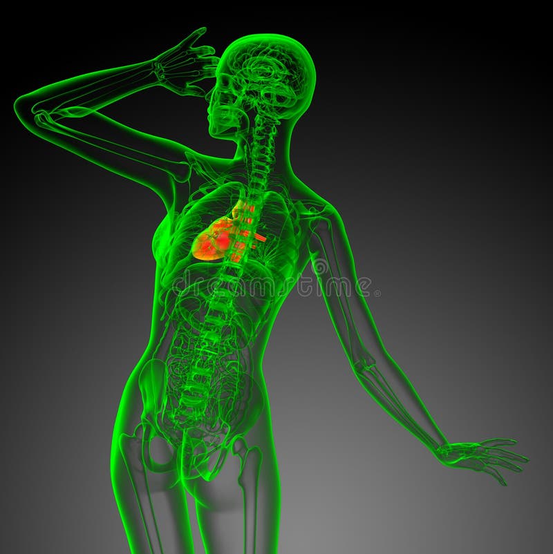 3d Render Medical Illustration of the Heart Stock Illustration ...