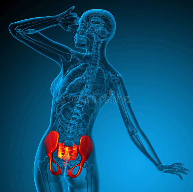 3d Render Medical Illustration of the Hip Stock Illustration ...