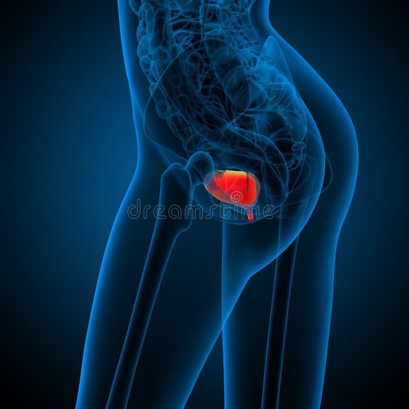 3d Render Medical Illustration of the Human Bladder Stock Illustration ...