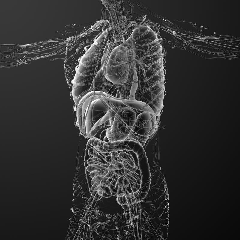 3d Render Medical Illustration of the Human Body Stock Illustration ...