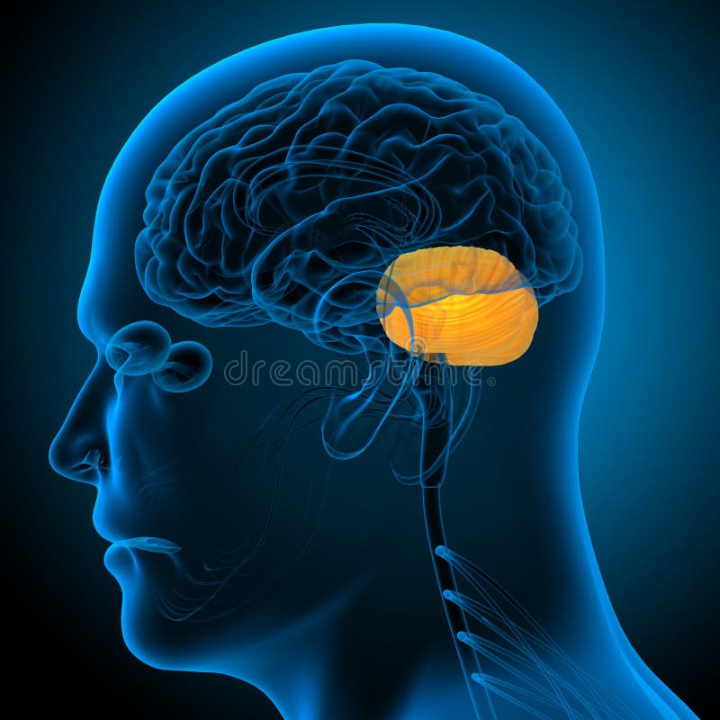3d Render Medical Illustration of the Human Brain Cerebrum Stock ...