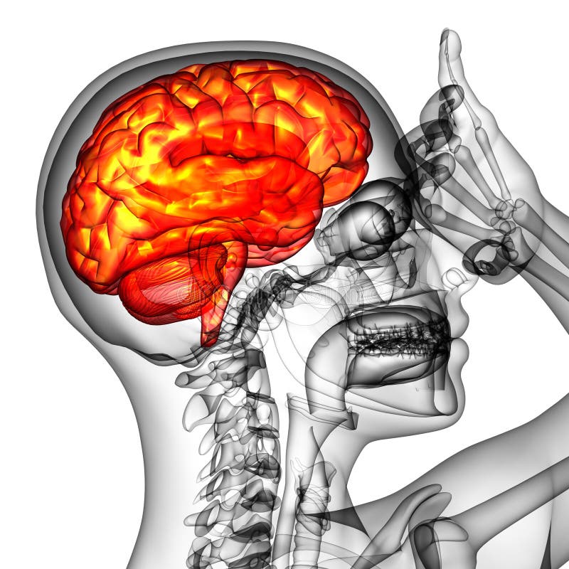 3d Render Medical Illustration of the Human Brain Stock Illustration ...