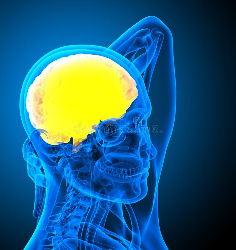 3d Render Medical Illustration of the Human Brain Stock Illustration ...