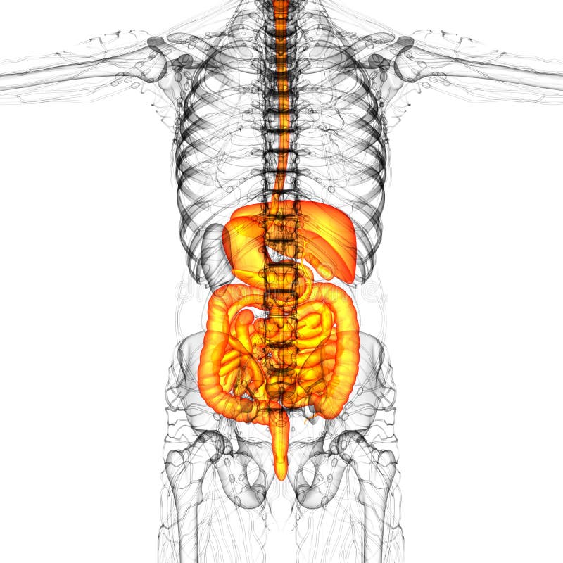 3d Render Medical Illustration of the Human Digestive System Stock ...