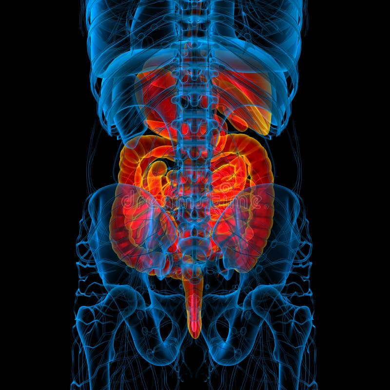 3d Render Medical Illustration of the Human Digestive System Stock ...