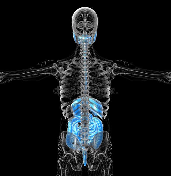3d Render Medical Illustration of the Human Digestive System Stock ...