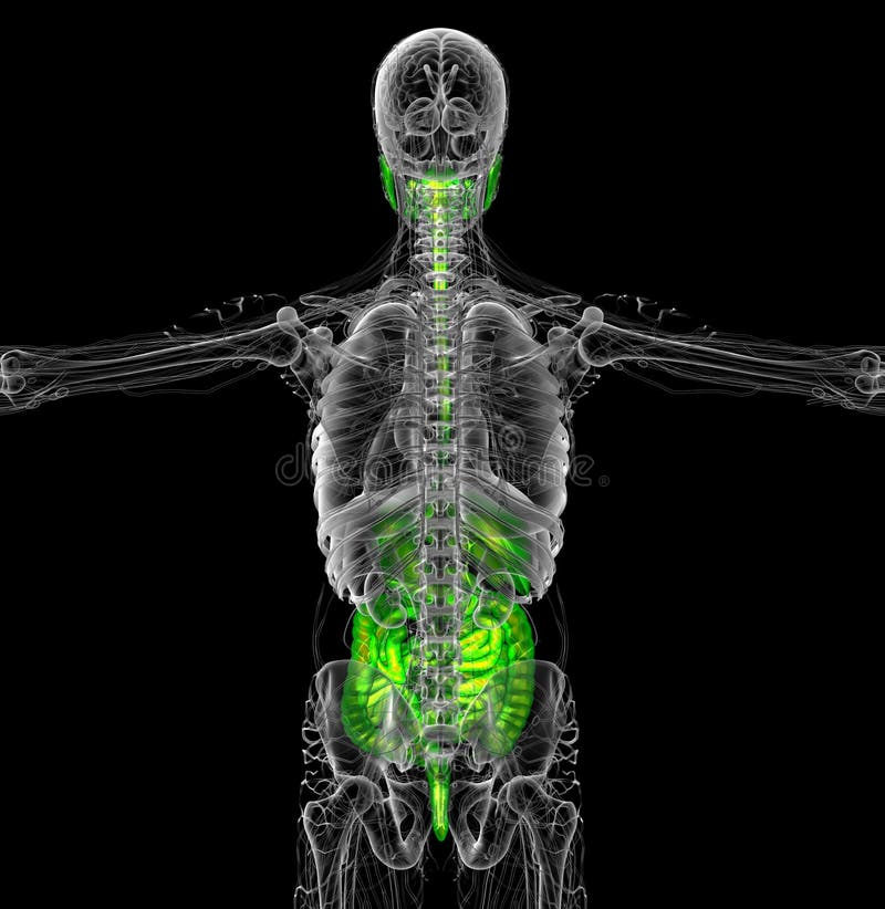 3d Render Medical Illustration of the Human Digestive System Stock ...
