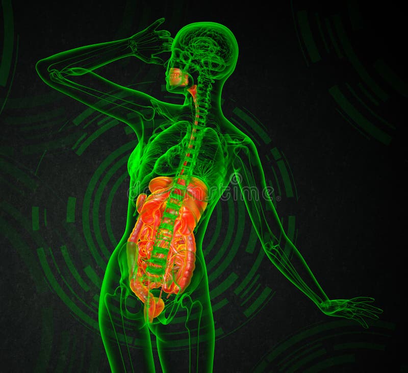 3d Render Medical Illustration of the Human Digestive System Stock ...