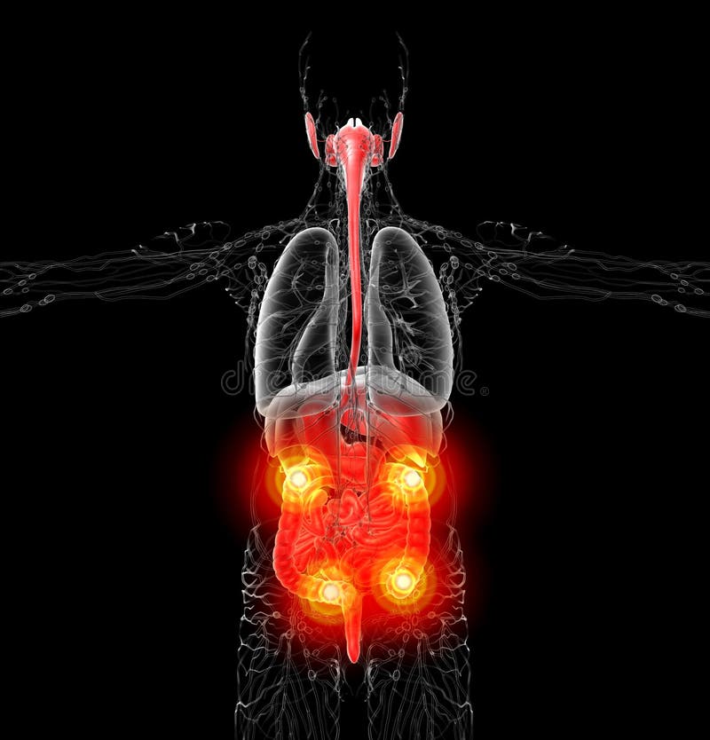 3d Render Medical Illustration of the Human Digestive System Stock ...