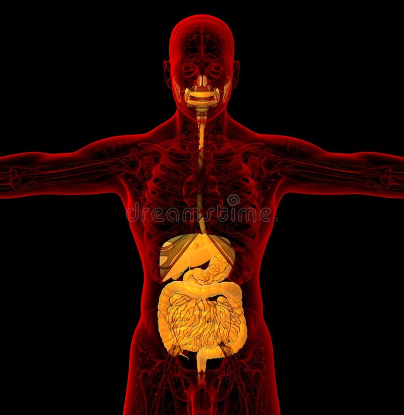 3d Render Medical Illustration of the Human Digestive System Stock ...