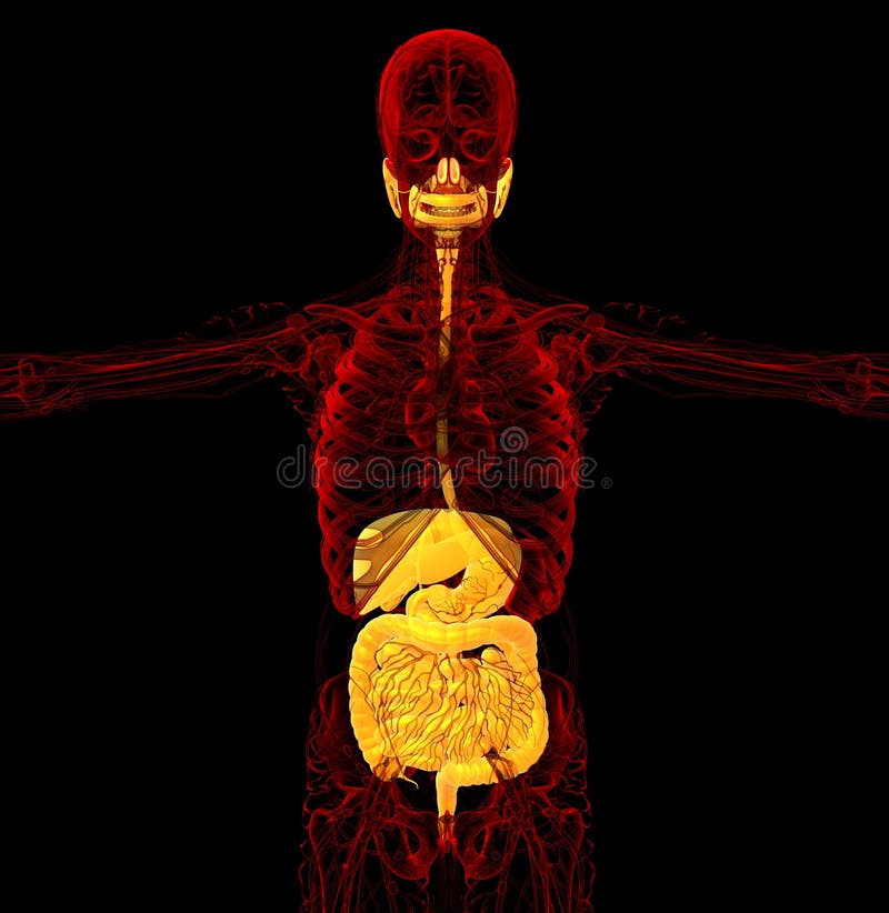 3d Render Medical Illustration of the Human Digestive System Stock ...