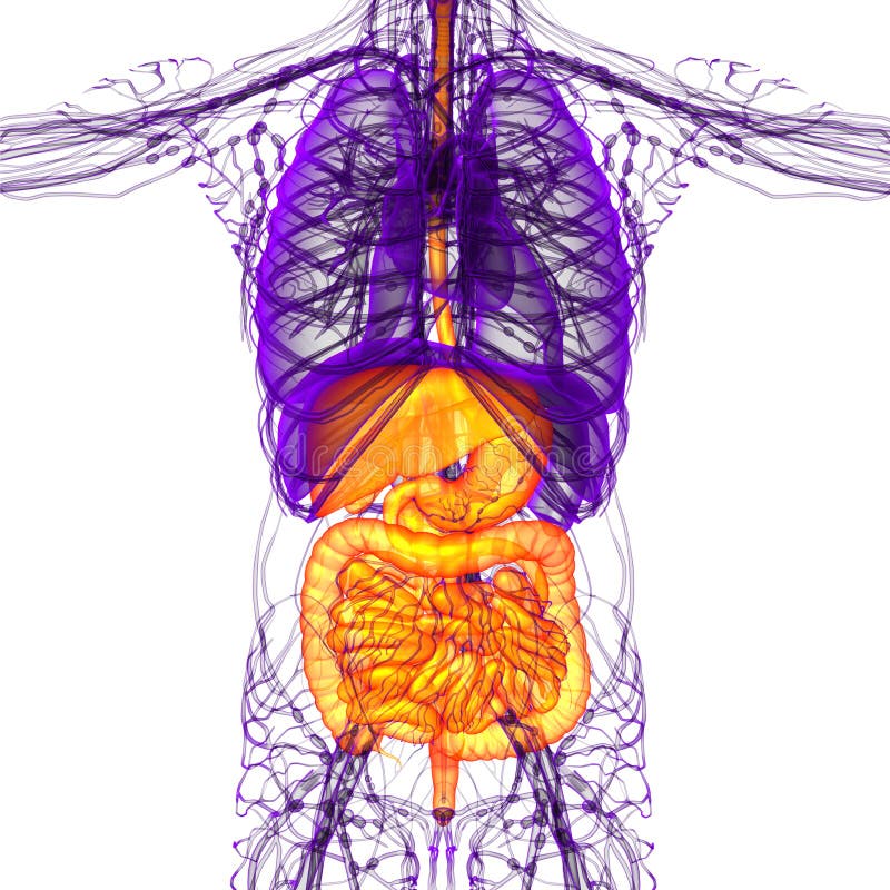 3d Render Medical Illustration of the Human Digestive System Stock ...