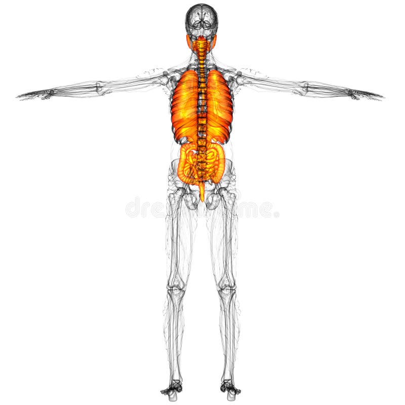 3d Render Medical Illustration of the Human Digestive System and Stock ...