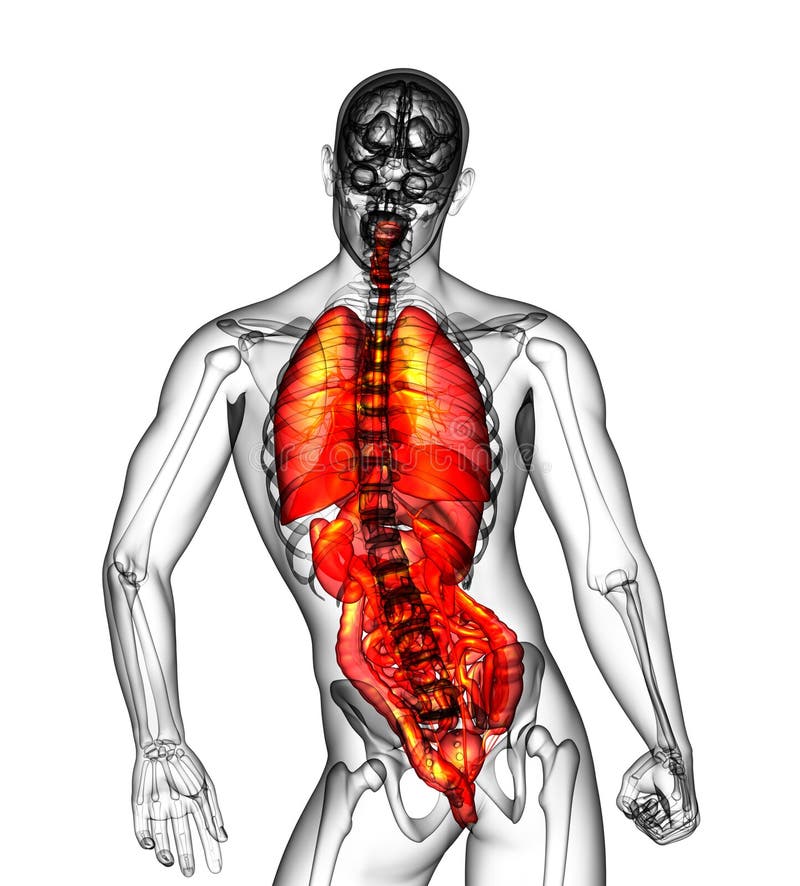 3d Render Medical Illustration of the Human Digestive System and Stock ...