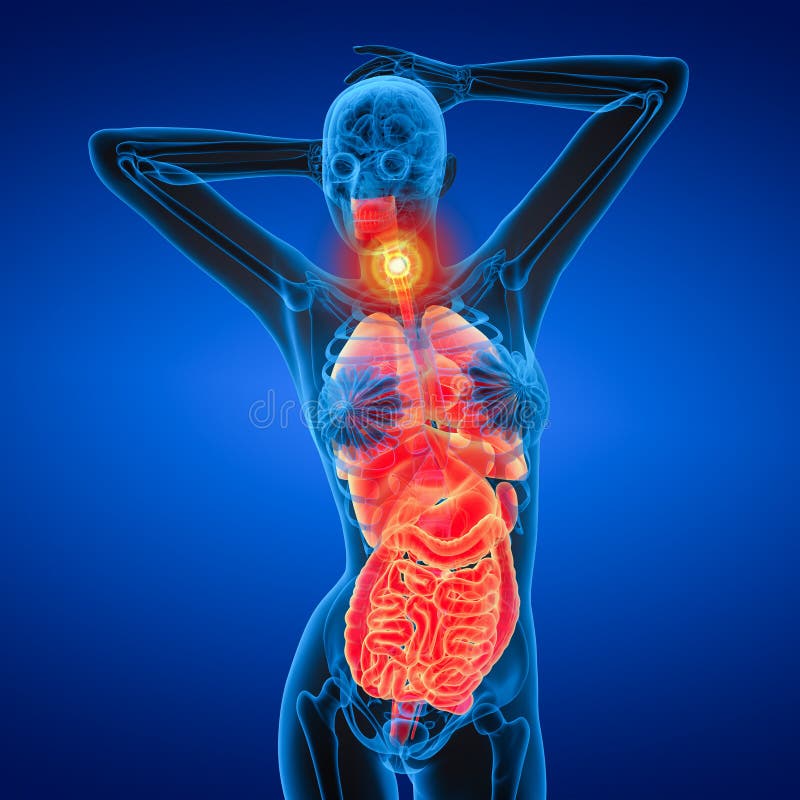 3d Render Medical Illustration of the Human Digestive System and ...