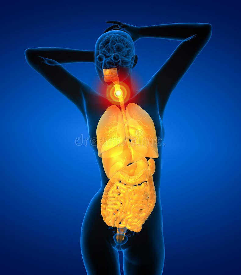 3d Render Medical Illustration of the Human Digestive System and ...