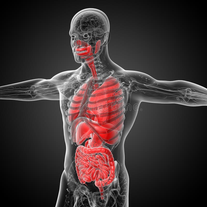 3d Render Medical Illustration of the Human Digestive System and Stock ...
