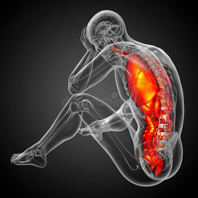 3d Render Medical Illustration of the Human Digestive System and Stock ...