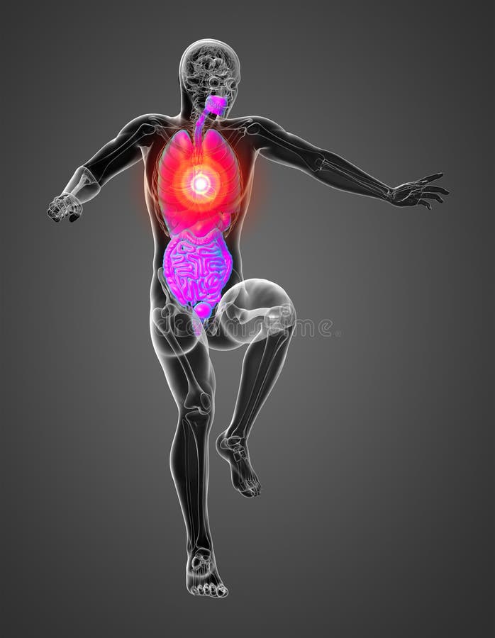 3d Render Medical Illustration of the Human Digestive System and ...