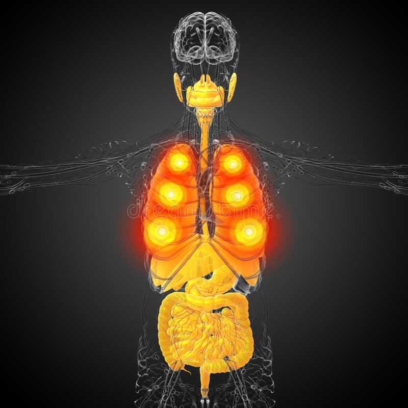 3d Render Medical Illustration of the Human Digestive System and ...