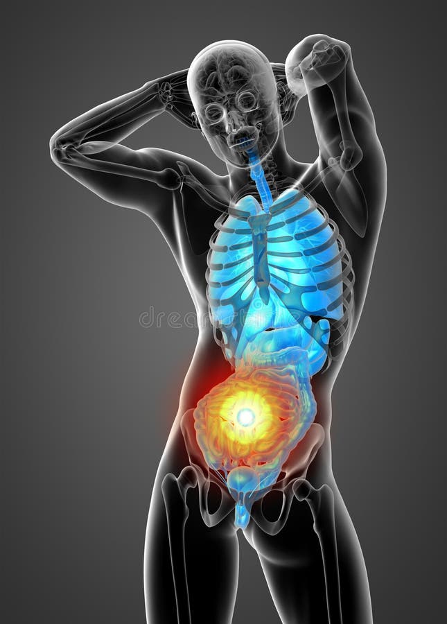 3d Render Medical Illustration of the Human Digestive System and ...