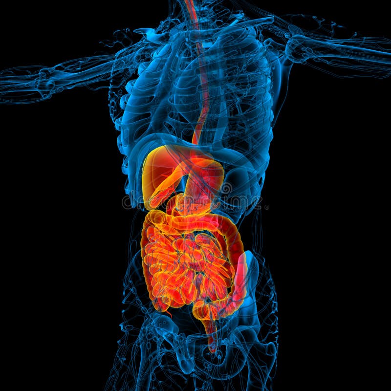 3d Render Medical Illustration of the Human Digestive System Stock ...