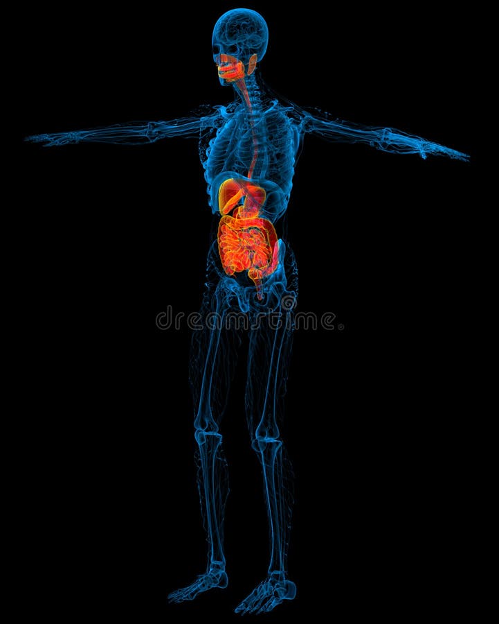 3d Render Medical Illustration of the Human Digestive System Stock ...
