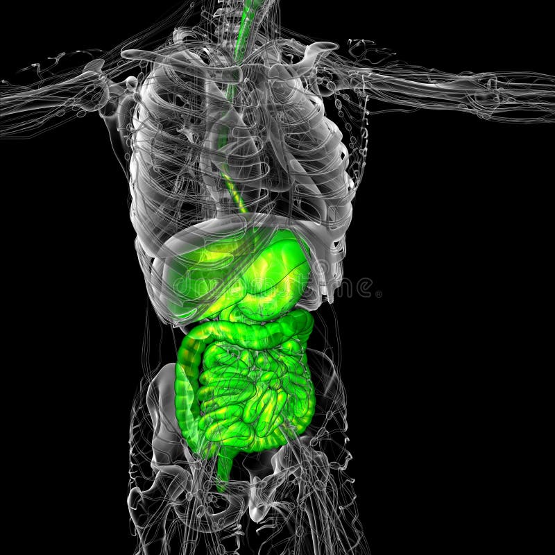 3d Render Medical Illustration of the Human Digestive System Stock ...